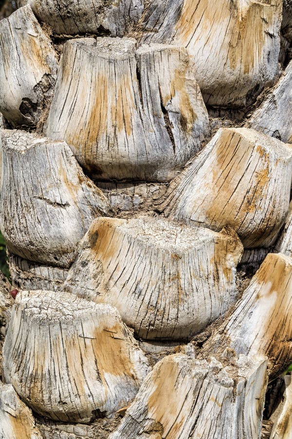 Closeup palm trunk stock photo. Image of phoenix, aging - 41743260