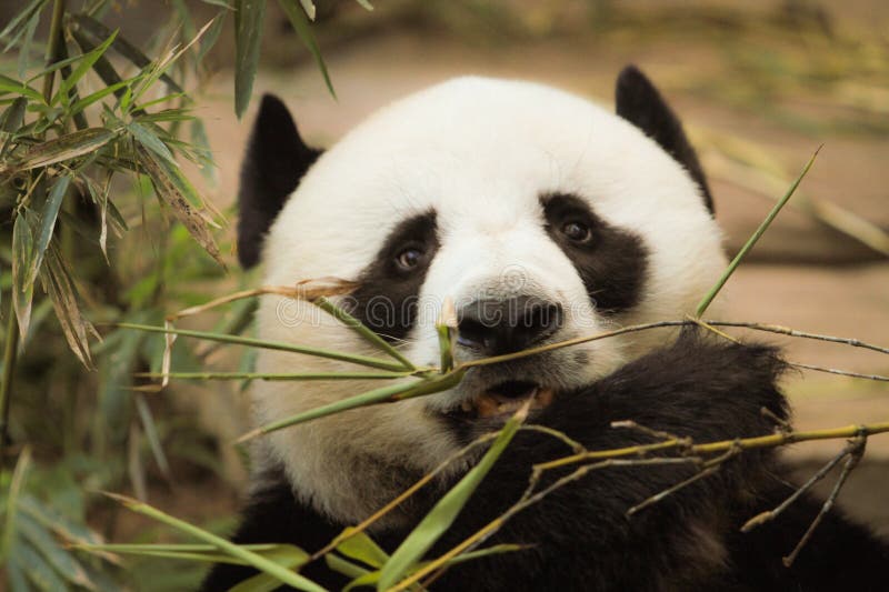 Closeup Panda is Eating Bamboo Trees and Bamboo Stock Photo - Image of ...