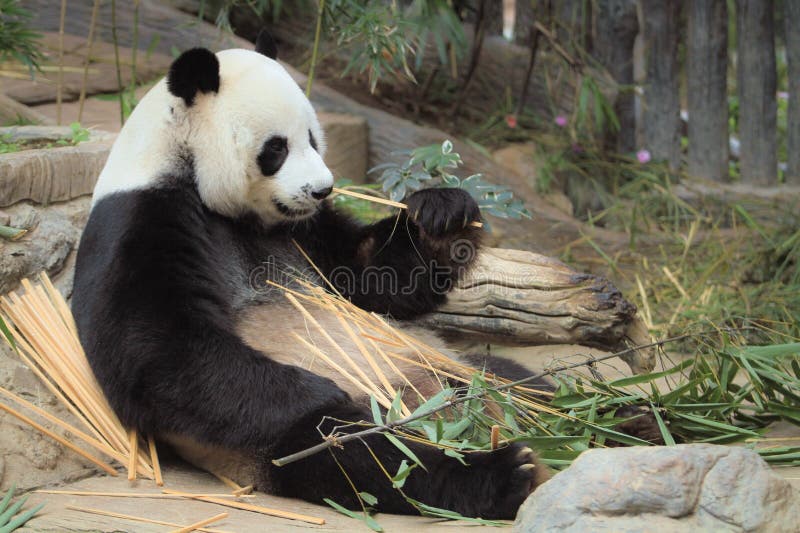 Closeup Panda is Eating Bamboo Trees and Bamboo Stock Image - Image of ...