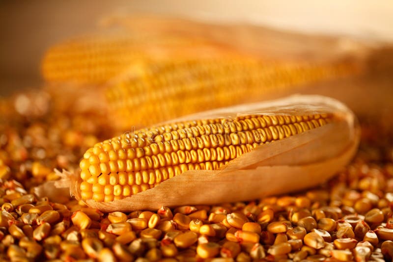 Panicle and corn kernels stock photo. Image of cereal - 136266180