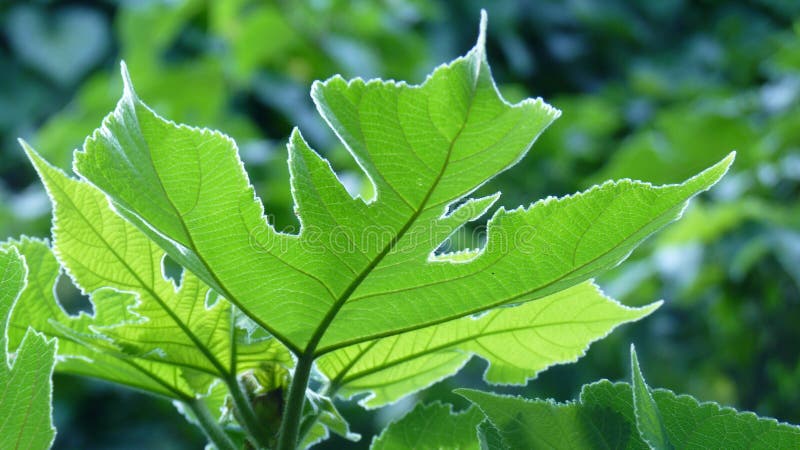 Closeup of the Paper Mulberry Tree Leaves Stock Photo - Image of leaf ...