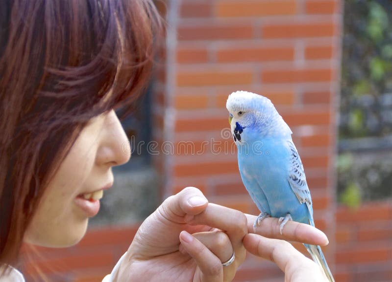 The closeup of parakeet stock image. Image of pets, animal - 69895673