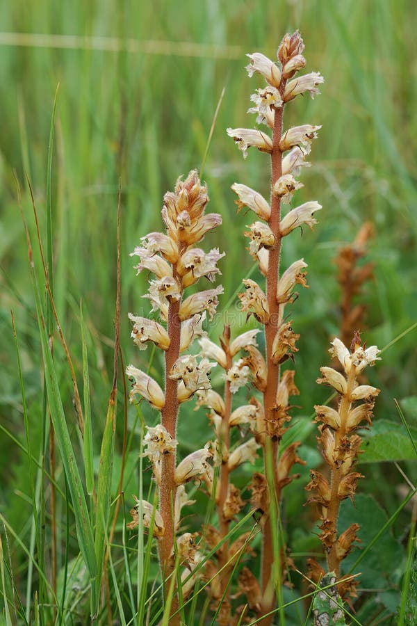 Closeup on a Small Metallic Green Cuckoo Wasp, Trichrysis Cyanea, Which ...
