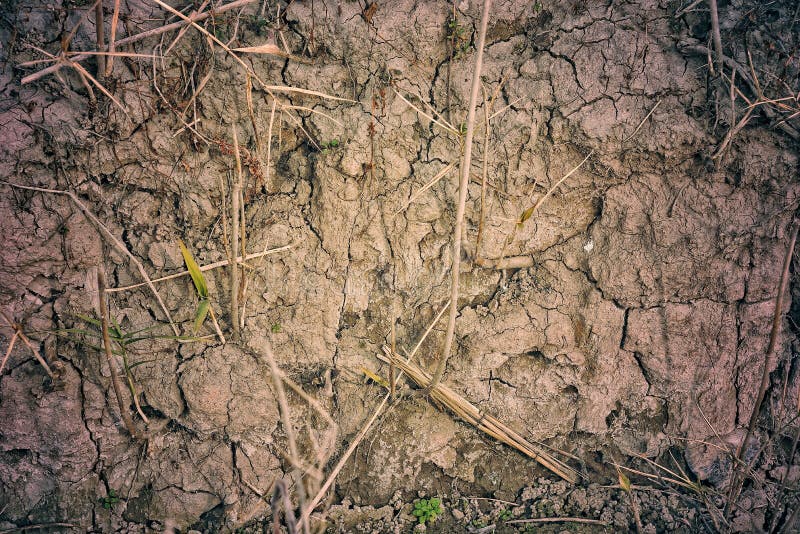 Parched Earth Delicate Withered Beauty Stock Image - Image of withered ...