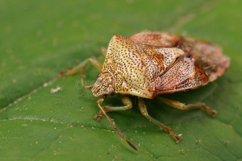 Closeup on the Parent Bug, Elasmucha Grisea Sitting on a Green Leaf ...