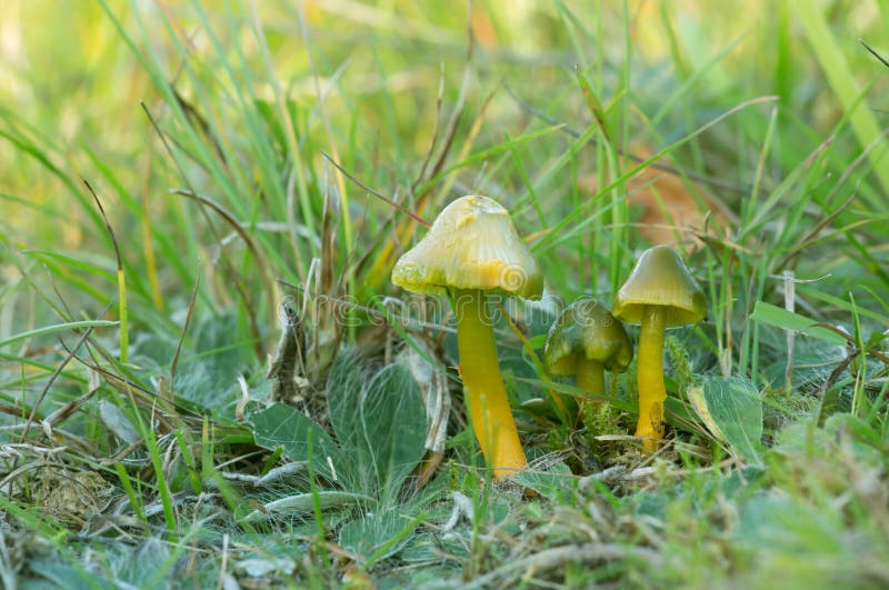 Parrot Toadstool, Gliophorus Psittacinus Growing among Grass Stock ...