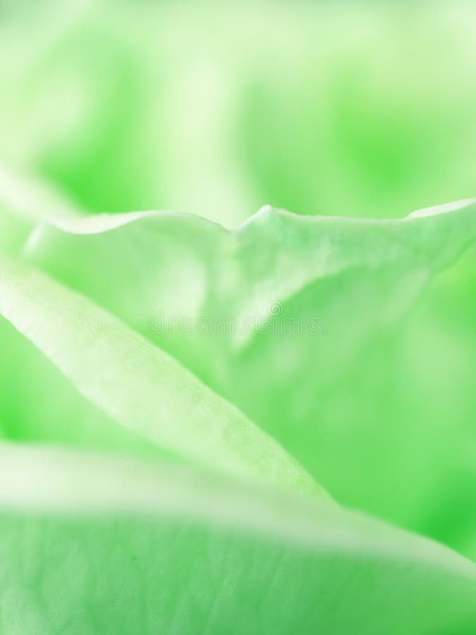 Closeup the Partial Gorgeous Blooming Mint Green Rose Stock Image ...