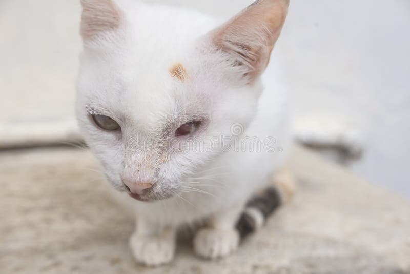 Closeup Of A Partially Blind Female Cat With One Eye Blinded Years Ago From A Fight Or Accident