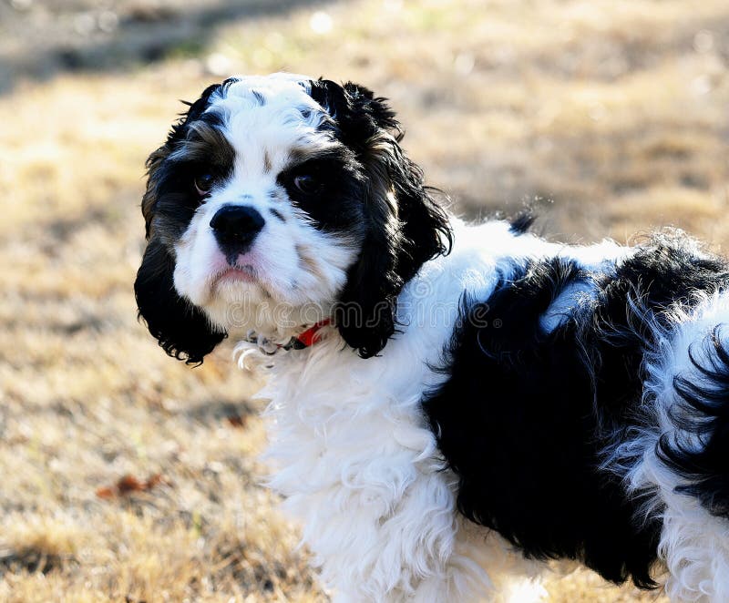 A Party Colored Cocker Spaniel Playing Outside. Stock Photo - Image of ...
