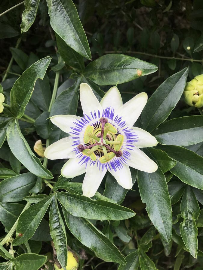 Closeup of Passiflora Caerulea Flower Stock Photo - Image of botanical ...