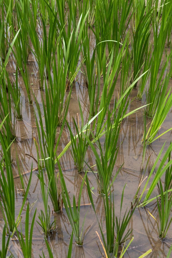 Rice field stock image. Image of species, foliage, fresh - 169451027