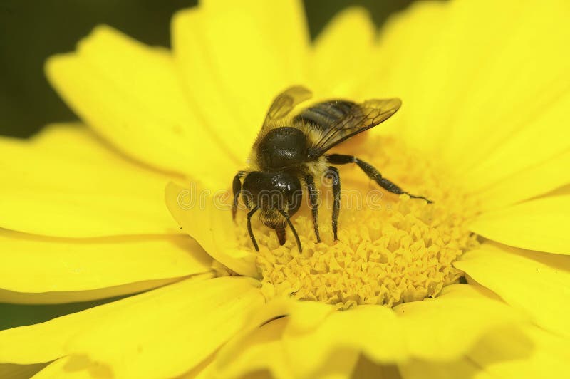 Closeup on a Patchwork Leafcutter Bee, Megachile Centuncularis, on a ...