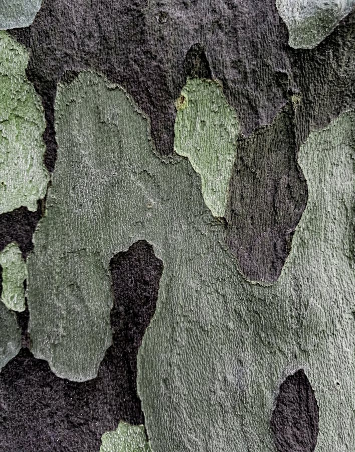 Closeup of Patchy Gray-brown Sycamore Tree Bark Stock Photo - Image of ...