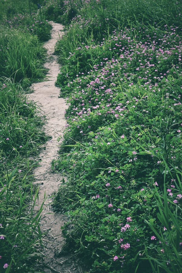 Path through the lawn stock image. Image of flowers - 216576791