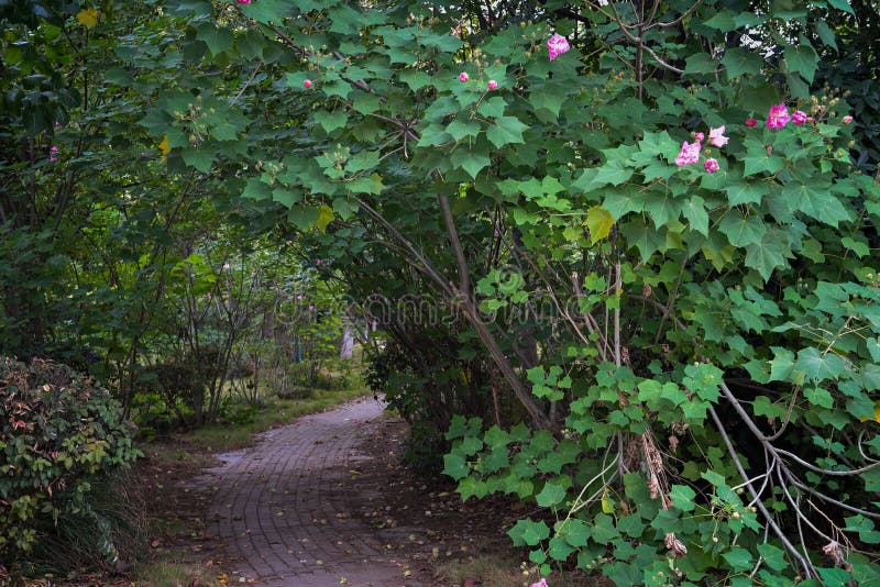 Closeup of a Path with Trees and Flowers Stock Image - Image of ...
