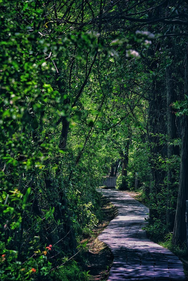Path inthe forest stock photo. Image of forest, pathleading - 217510342