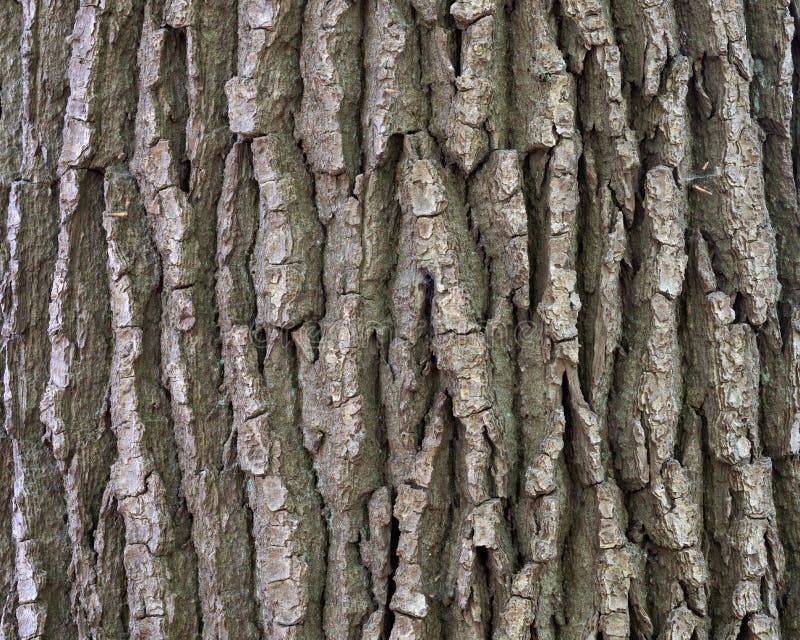 Closeup of Old Oak Tree Bark Stock Photo - Image of aging, skin: 180937488