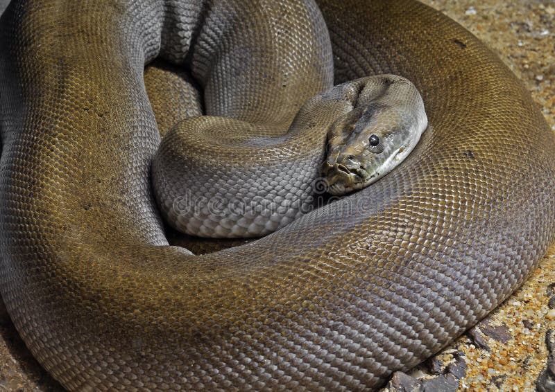 Patternless Green Burmese Python on White Background, Clipping P Stock ...