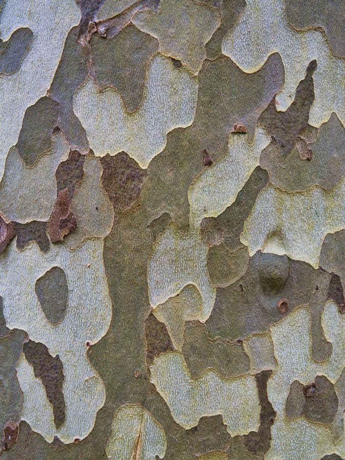 Closeup of Patterns in the Bark of a Eucalyptus Tree Stock Photo ...