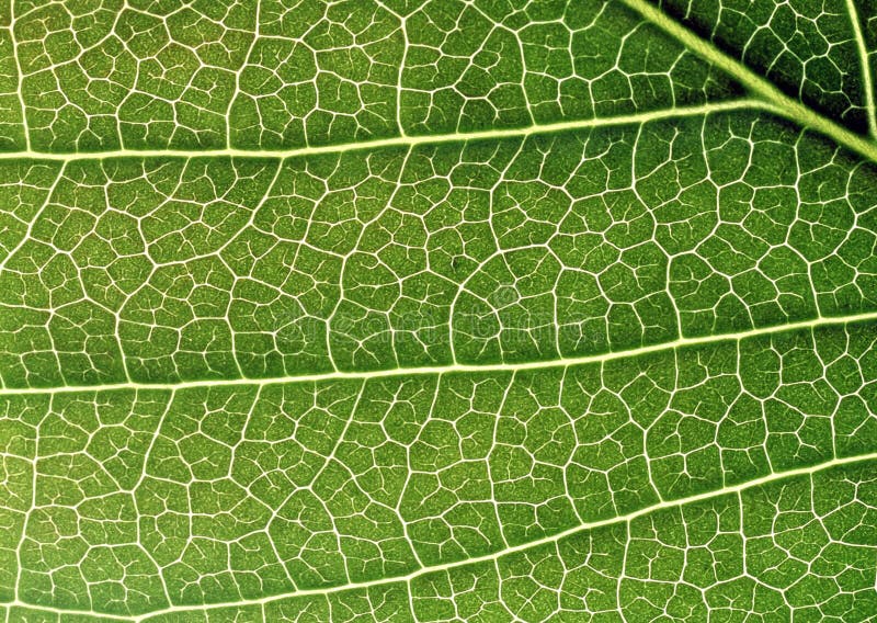 Closeup Abstract Pattern on Different Types of Green Leaves Surface ...