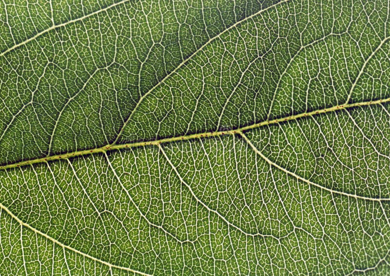 Closeup Abstract Pattern on Different Types of Green Leaves Surface ...