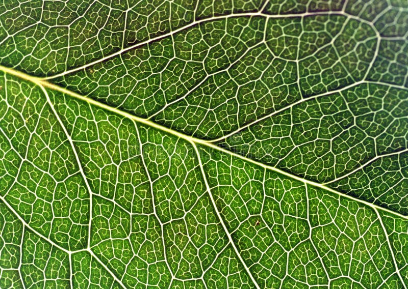Closeup Patterns on Different Types of Green Leaves Surface, Abstract ...