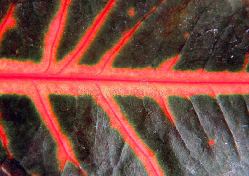 Closeup Patterns on Different Types of Leaves Surface Pattern, Abstract ...