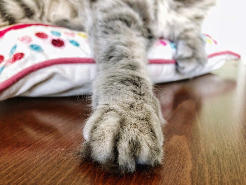 Closeup paw of a grey cat stock photo. Image of furry - 115644208