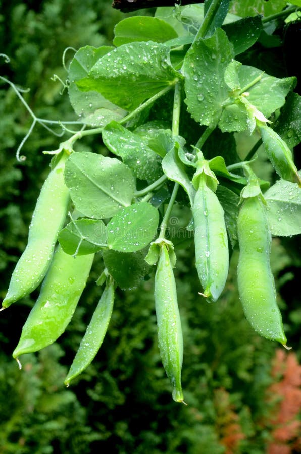 Closeup on Pea Plant with Wet Pods Stock Image - Image of fresh, group ...