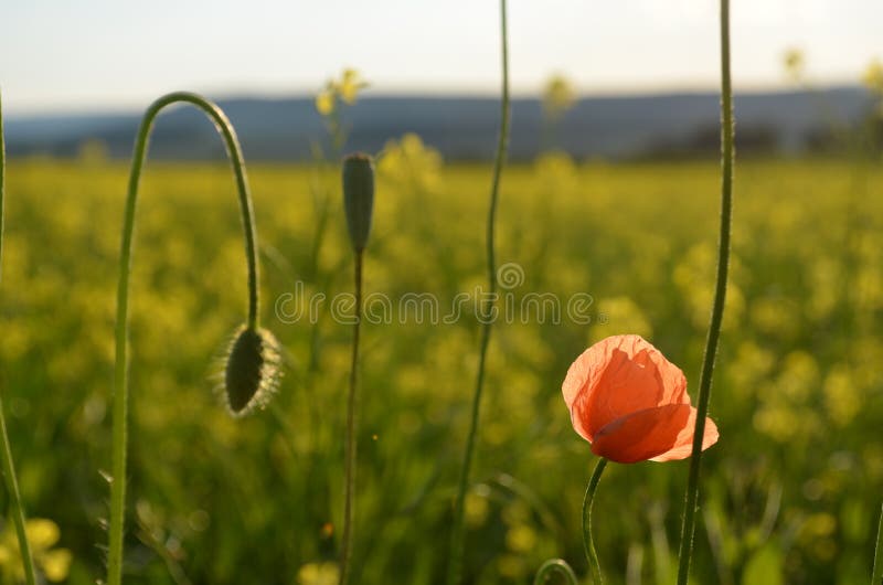 Closeup of Peach Colored Delicate Wild Poppy Stock Image - Image of ...