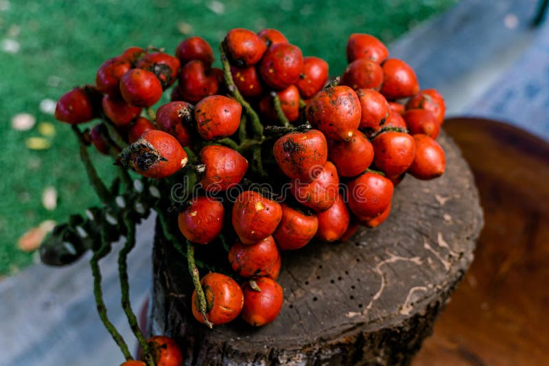 Closeup of Peach Palm Fruits on a Tree Stump Stock Photo - Image of ...