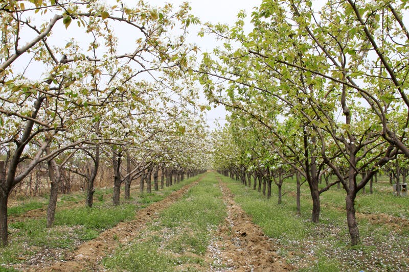 Closeup of Pear Trees in an Orchard Stock Image - Image of trees, macro ...