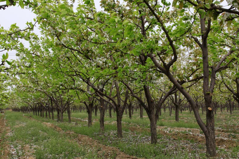 Closeup of Pear Trees in an Orchard Stock Photo - Image of features ...