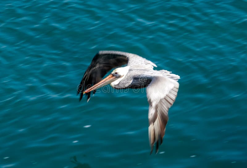 Closeup of a Pelican Flying Over Blue Ocean Water Stock Photo - Image ... Closeup of a Pelican Flying Over Blue Ocean Water Stock Photo - Image ...