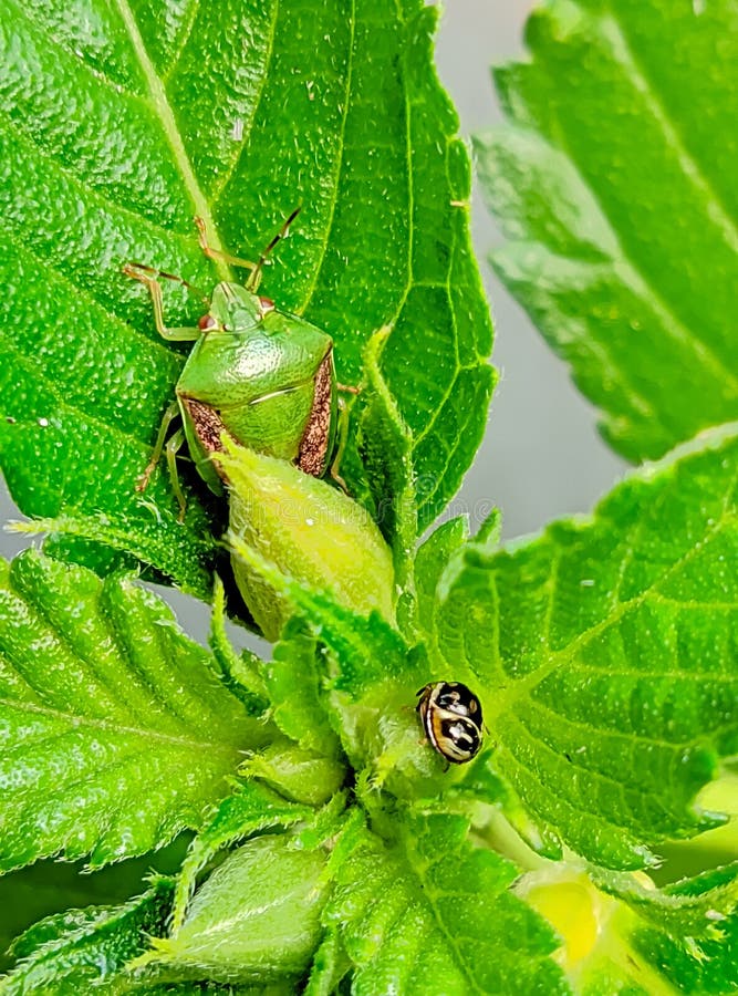 A Closeup of a Pentatomoidea Insect on a Leaf Stock Photo - Image of ...