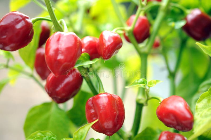 Closeup of pepper tree stock image. Image of nature, diet - 27260645