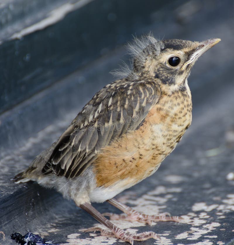 Juvenile Robin stock image. Image of bird, beak, black - 29829473