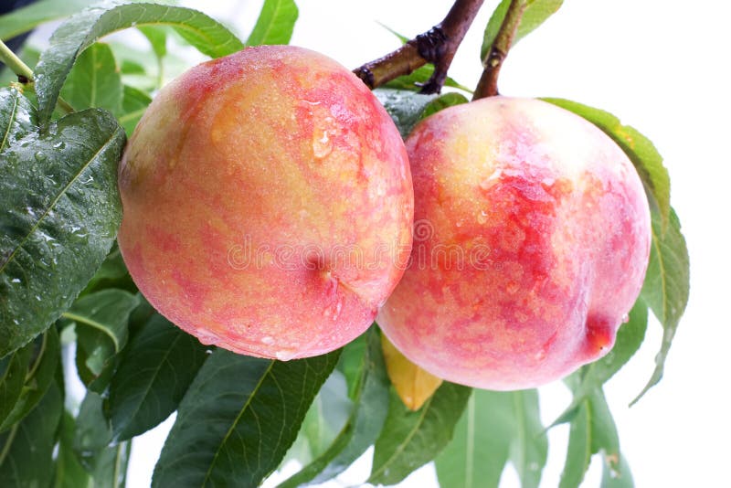 Closeup of the Perfect Peach Stock Photo - Image of orchard, stem: 12094664