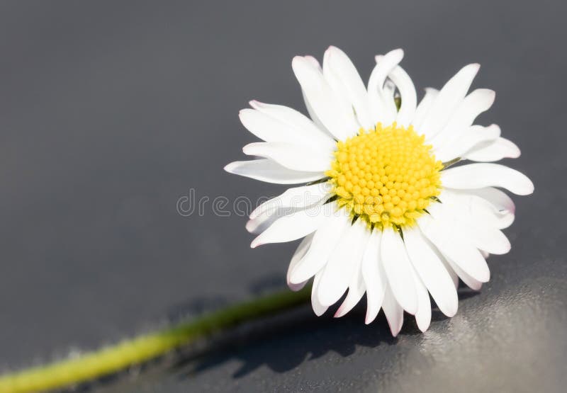 Closeup of a Perfect Single Daisy Stock Photo - Image of nature, bright ...