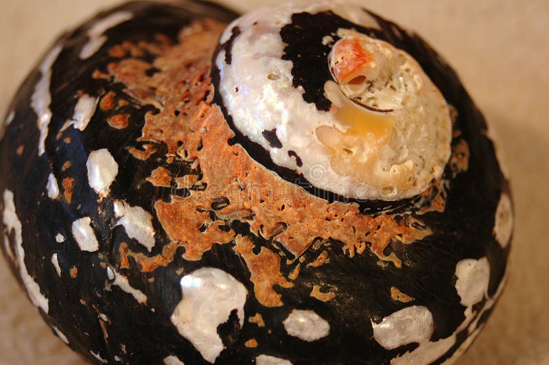 Closeup Periwinkle Seashell Stock Photo - Image of items, craft: 1158364