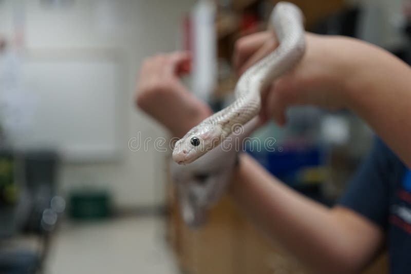 Closeup of a Person& X27;s Han Holding a Snake Stock Image - Image of ...
