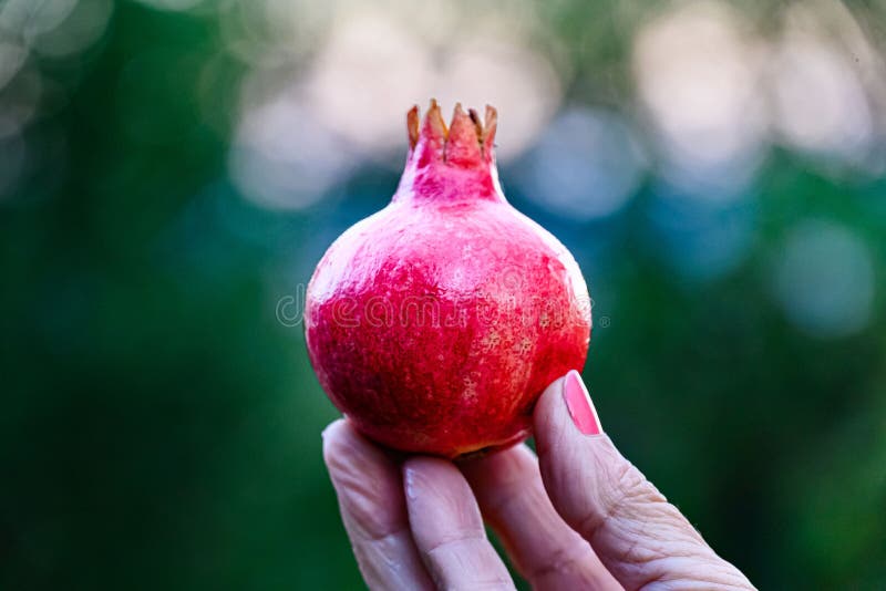Closeup of a Person S Hand Holding a Pomegranate Fruit Stock Photo ...