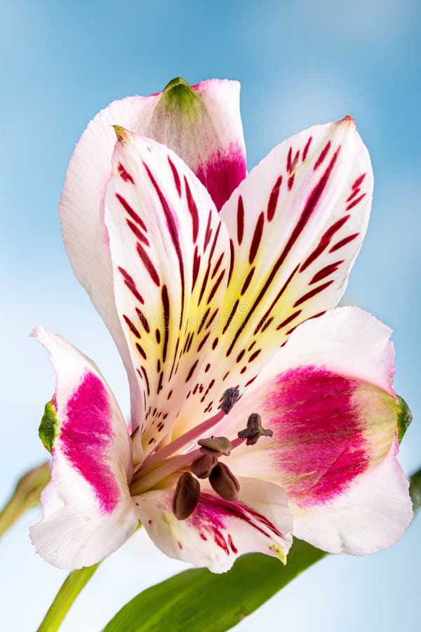Closeup of a Peruvian Lily stock image. Image of macro - 172470459