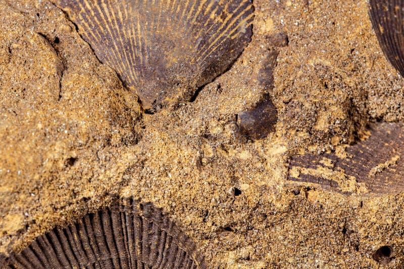 Closeup Of Petrified Shell Fossils Into Sand Stone Stock Image - Image ...