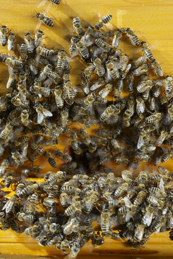 Closeup Photo of Bee Family Stock Photo - Image of macro, nature: 27040548