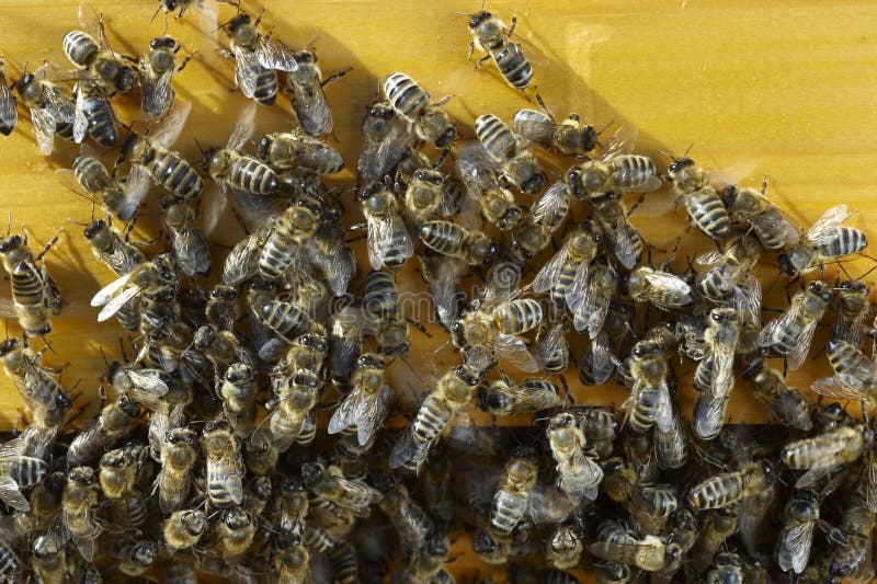 Closeup Photo of Bee Family Stock Image - Image of moving, care: 27040555