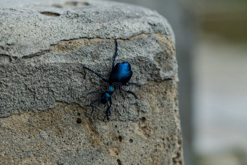 Closeup Photo of a Blue Beetle on Stone Stock Image - Image of ground ...
