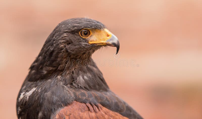 Closeup photo of a buzzard stock image. Image of brown - 110544917