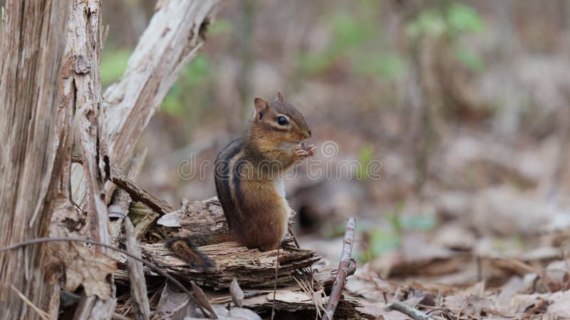 Chipmunk Closeup Sitting on a Tree Stump Stock Image - Image of eyes ...
