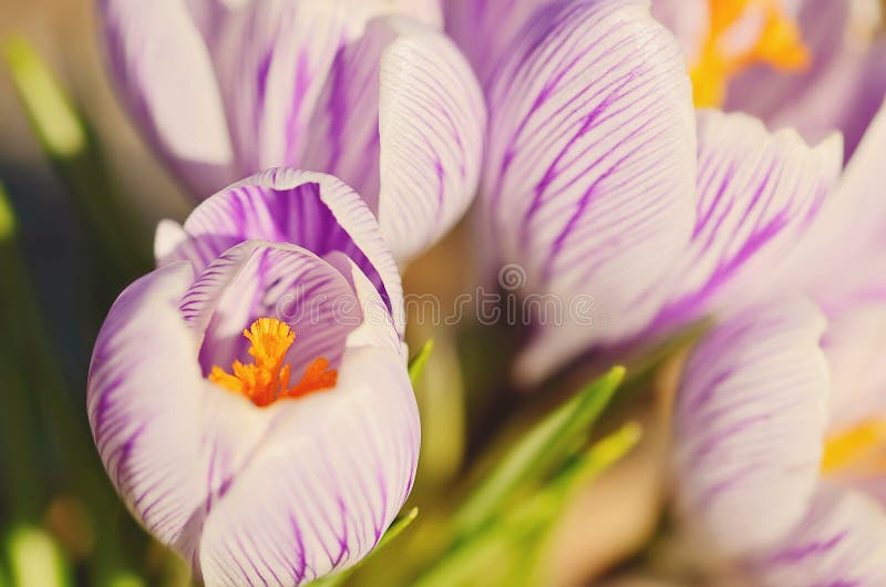 Closeup Photo of Crocus Flowers Stock Image - Image of leaves, ground ...